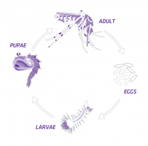 Consumer Dog – ParaDefense
